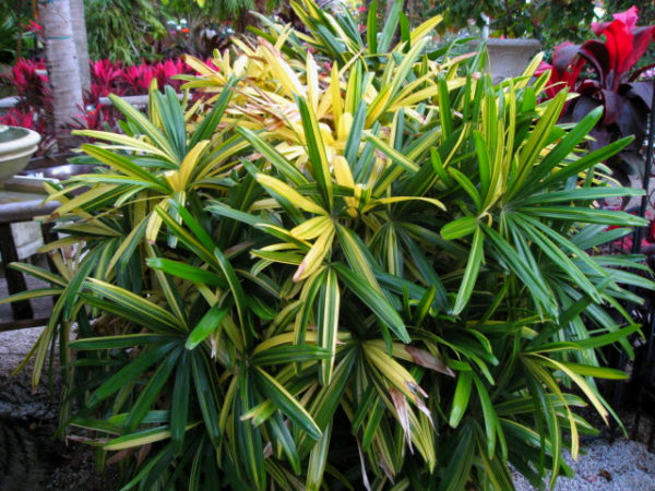 VARIEGATED RHAPIS EXCELSAThe Variegated Lady Palm - Junglemusic.com