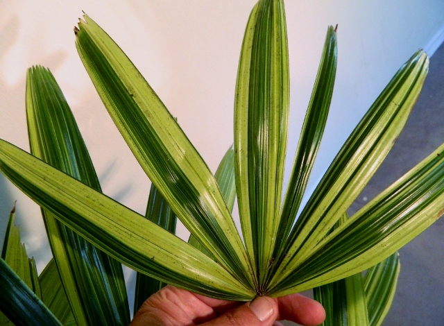RHAPIS EXCELSA RARE AND UNUSUAL VARIEGATED FORMS - Junglemusic.com