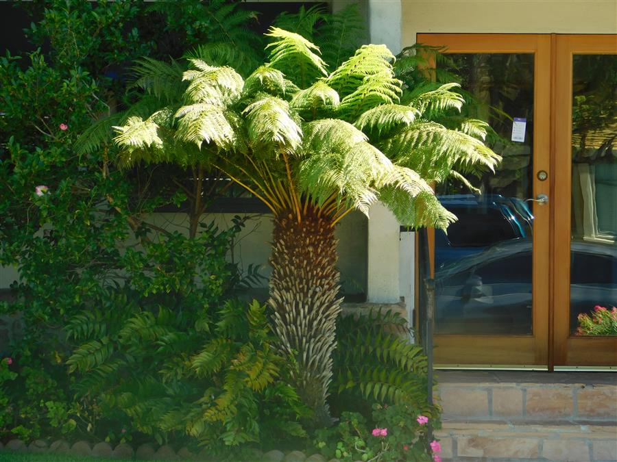 TASMANIAN TREE FERN DICKSONIA ANTARCTICA - Junglemusic.com