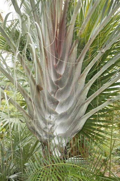 DYPSIS DECARYI THE TRIANGLE PALM - Junglemusic.com