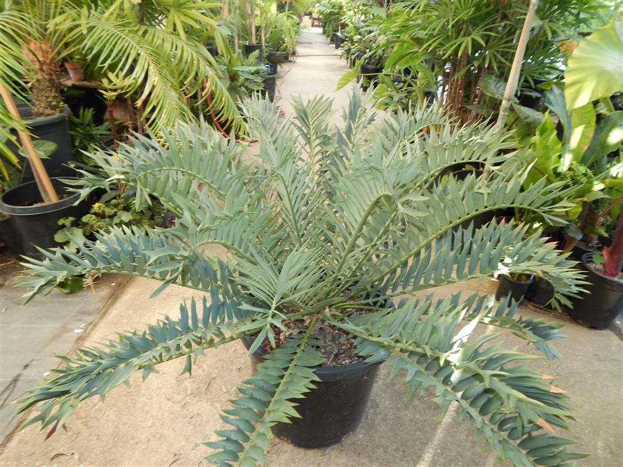 ENCEPHALARTOS ARENARIUS - BLUE & GREEN VARIETIES RARE SOUTH AFRICAN ...