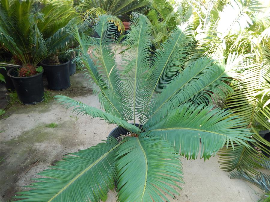 CYCAS PANZHIHUAENSIS - A SPECIMEN CYCAD WHEN MATURE - Junglemusic.com
