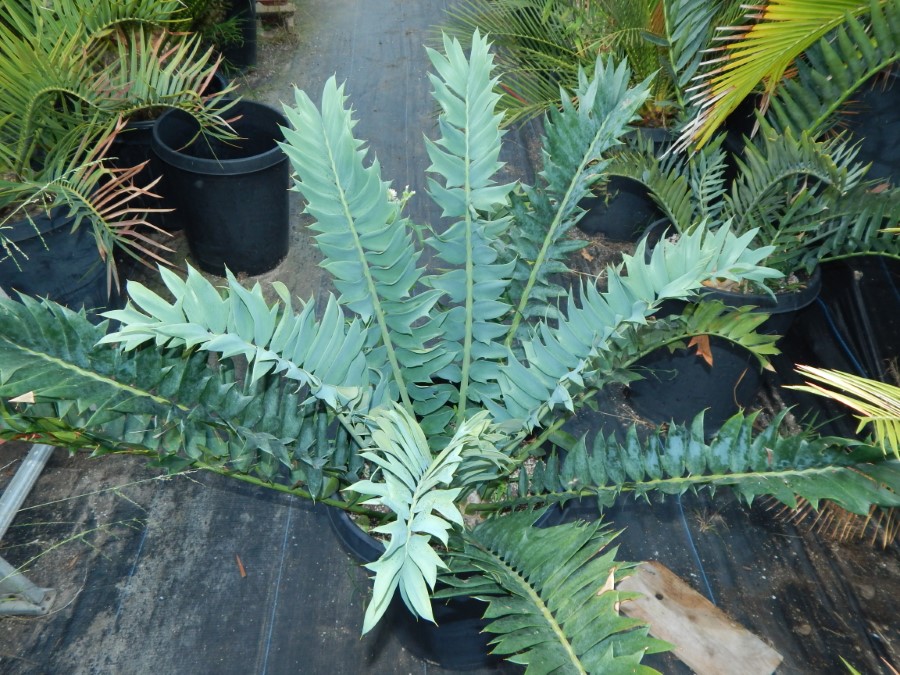 ENCEPHALARTOS BLUE ARENARIUS - Junglemusic.com